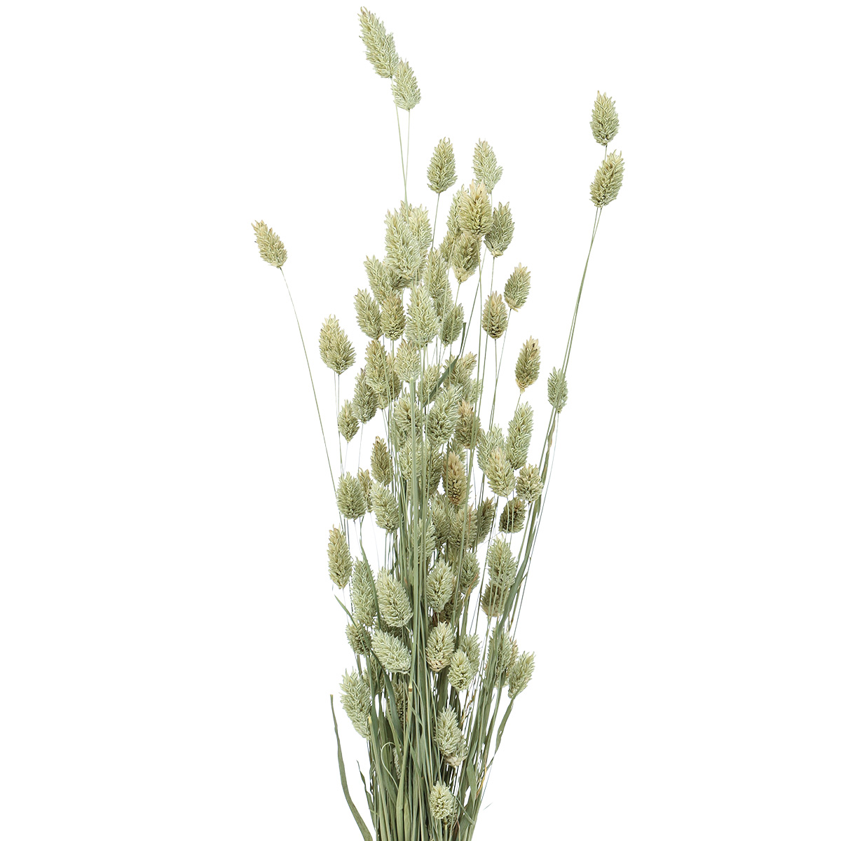 Floristik24.nl Gedroogde grassen Phalaris gedroogd droog floristisch ...