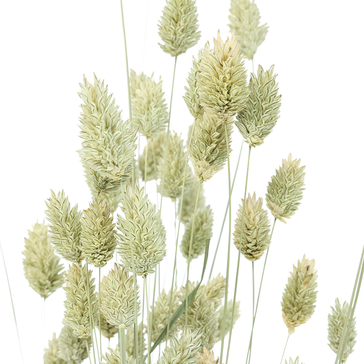 Floristik24.nl Gedroogde grassen Phalaris gedroogd droog floristisch ...